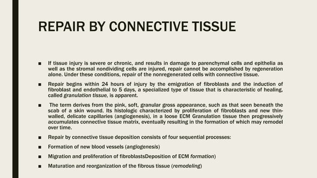 Pathology Bio 134 Tissue repair | PPT