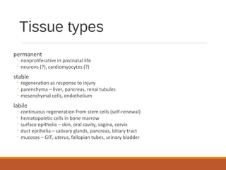 Robbins Basic Pathology - Tissue Repair | PPT