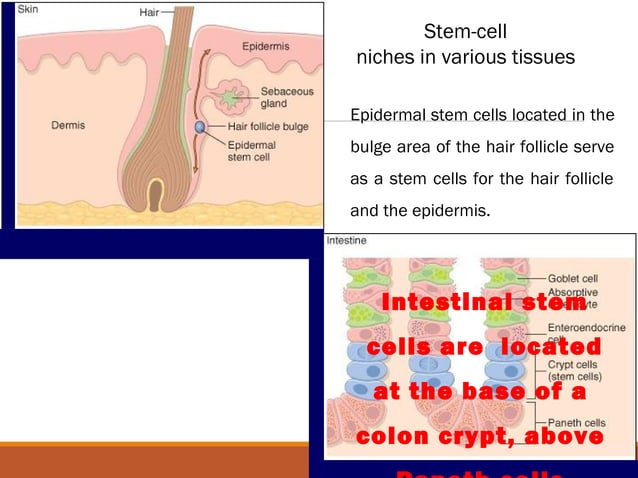 Robbins Basic Pathology - Tissue Repair | PPT
