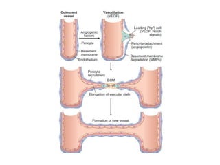 Tissue repair.pptx