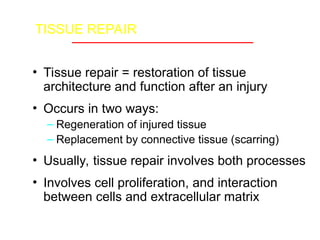 Tissue Repair.ppt pathology undergraduate | PPT