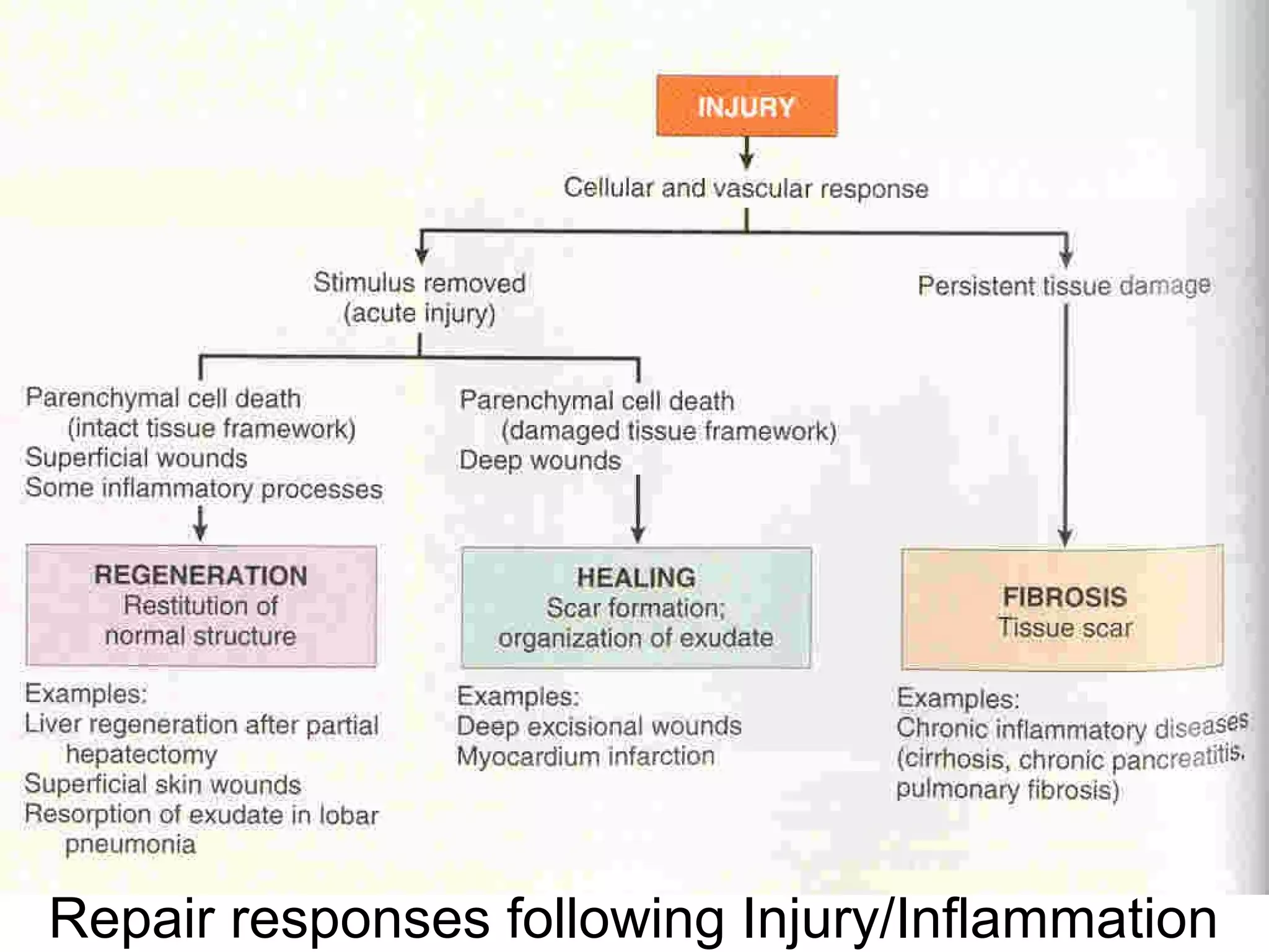 Tissue repair, regeneration and wound healing (1) | PPT
