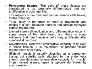 Tissue repair, regeneration and wound healing (1) | PPT