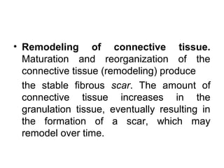 Tissue repair, regeneration and wound healing (1) | PPT