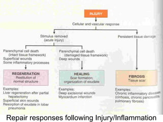 Tissue repair, regeneration and wound healing (1) | PPT