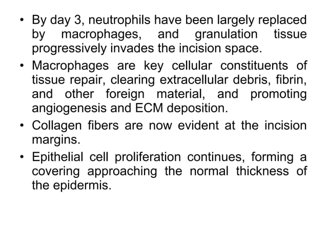 Tissue repair, regeneration and wound healing (1) | PPT | Biological ...