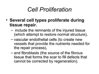 Tissue repair, regeneration and wound healing (1) | PPT