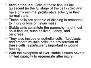 Tissue repair, regeneration and wound healing (1) | PPT