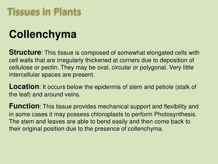 Functions Of Collenchyma Cells In Plants Easybiologyclass