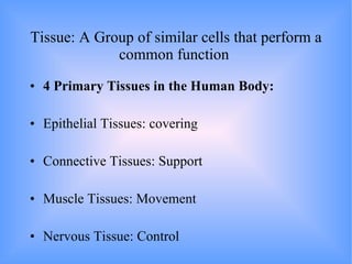 Tissues | PPT