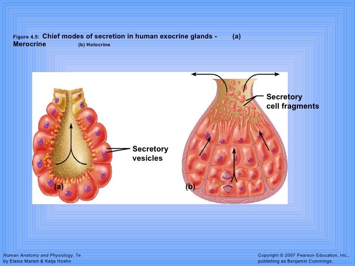 Secretory Vesicles
