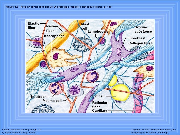 Areolar Connective Tissue Labeled Hyaluronic Acid