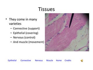 Tissues | PPT