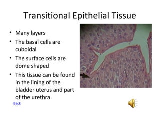 Tissues | PPT | Biological Sciences | Science