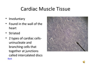 Tissues | PPT | Biological Sciences | Science