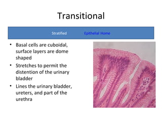 Tissues | PPT