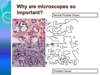 AS Biology. Unit 2 Tissues . | PPTX | Biological Sciences | Science