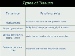 Tissues | PPTX