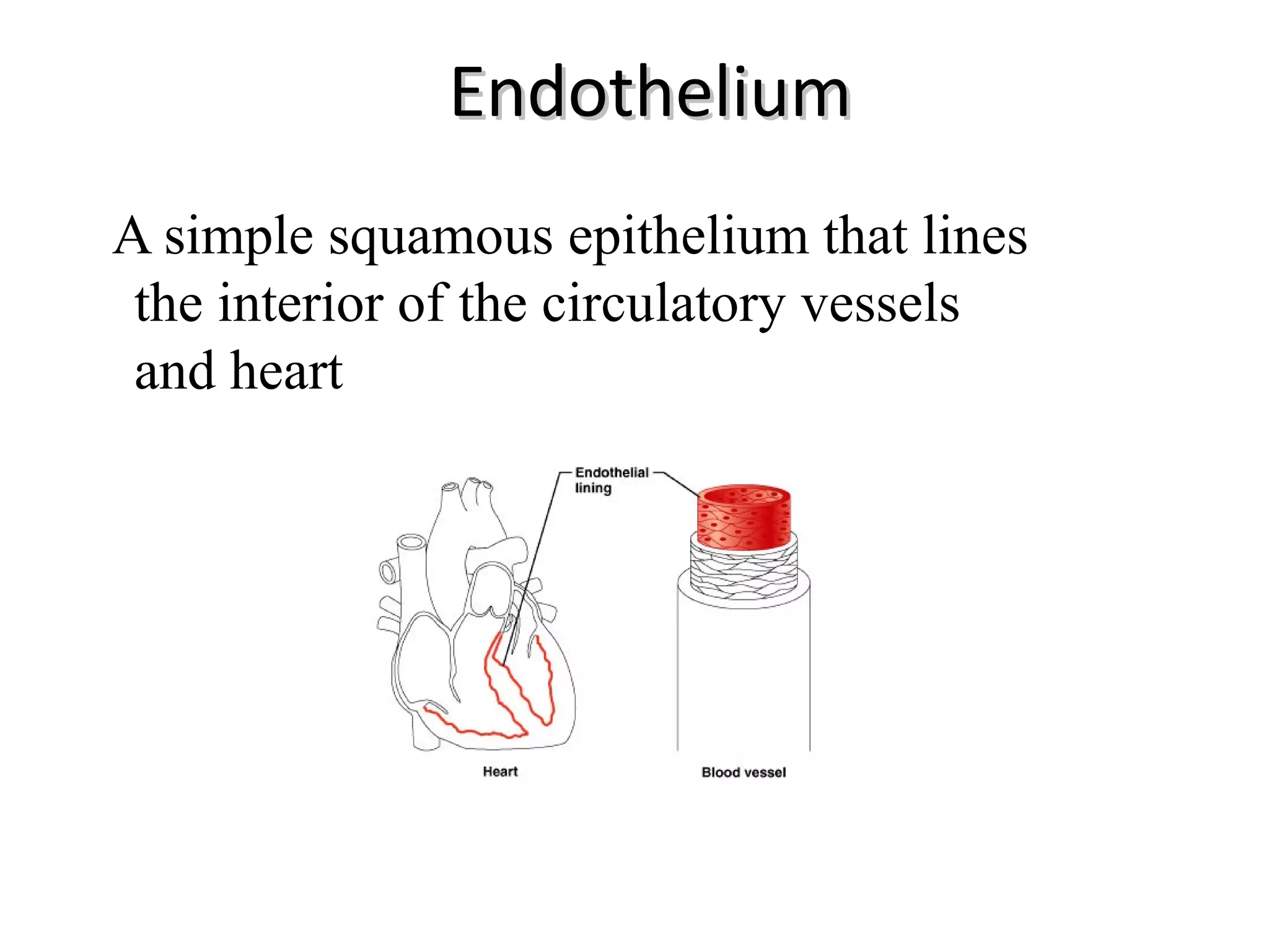 Tissues_Marieb | PPT