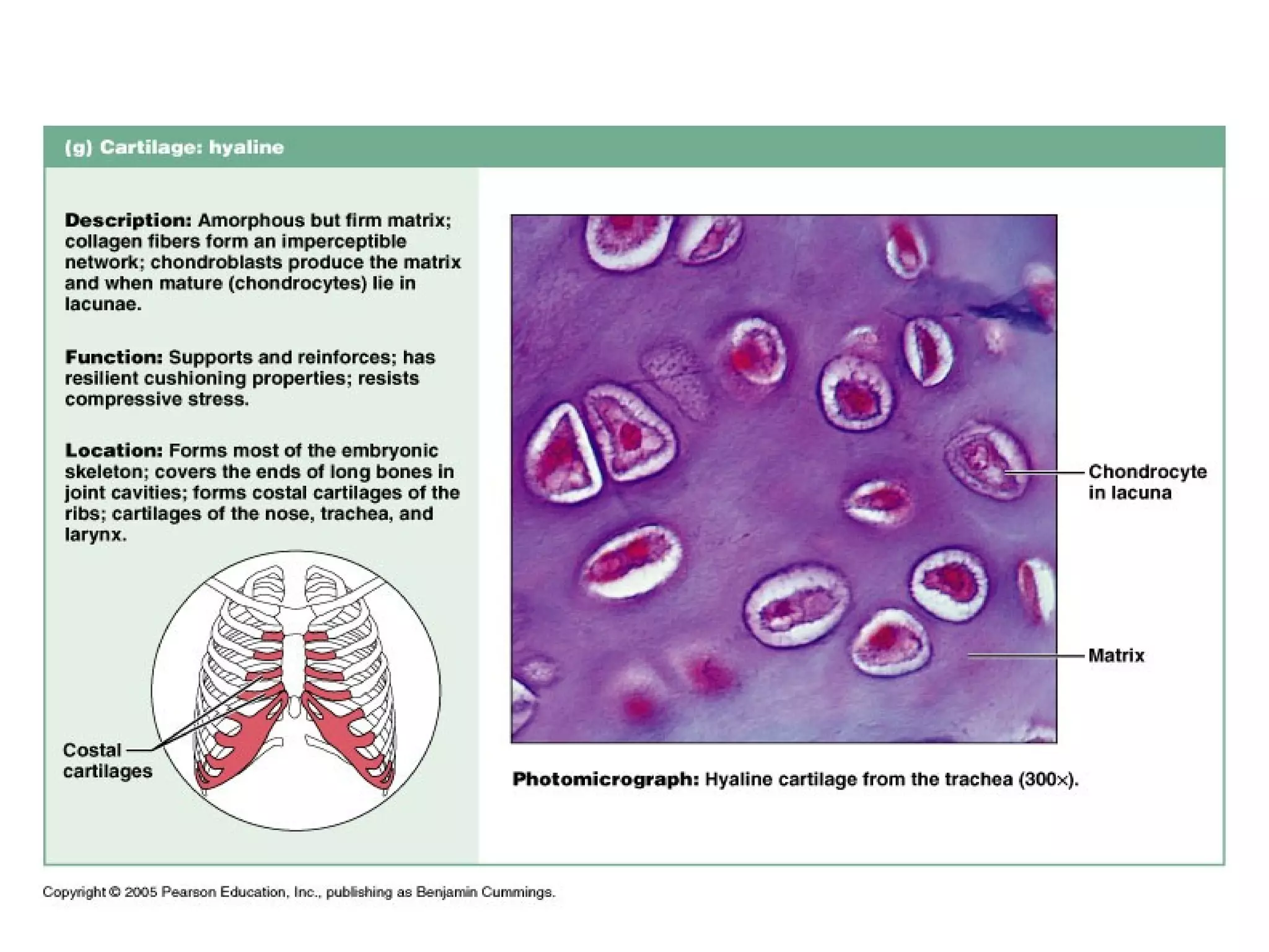 Tissues_Marieb | PPT