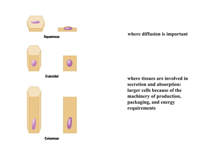 Tissues_Marieb | PPT | Biological Sciences | Science
