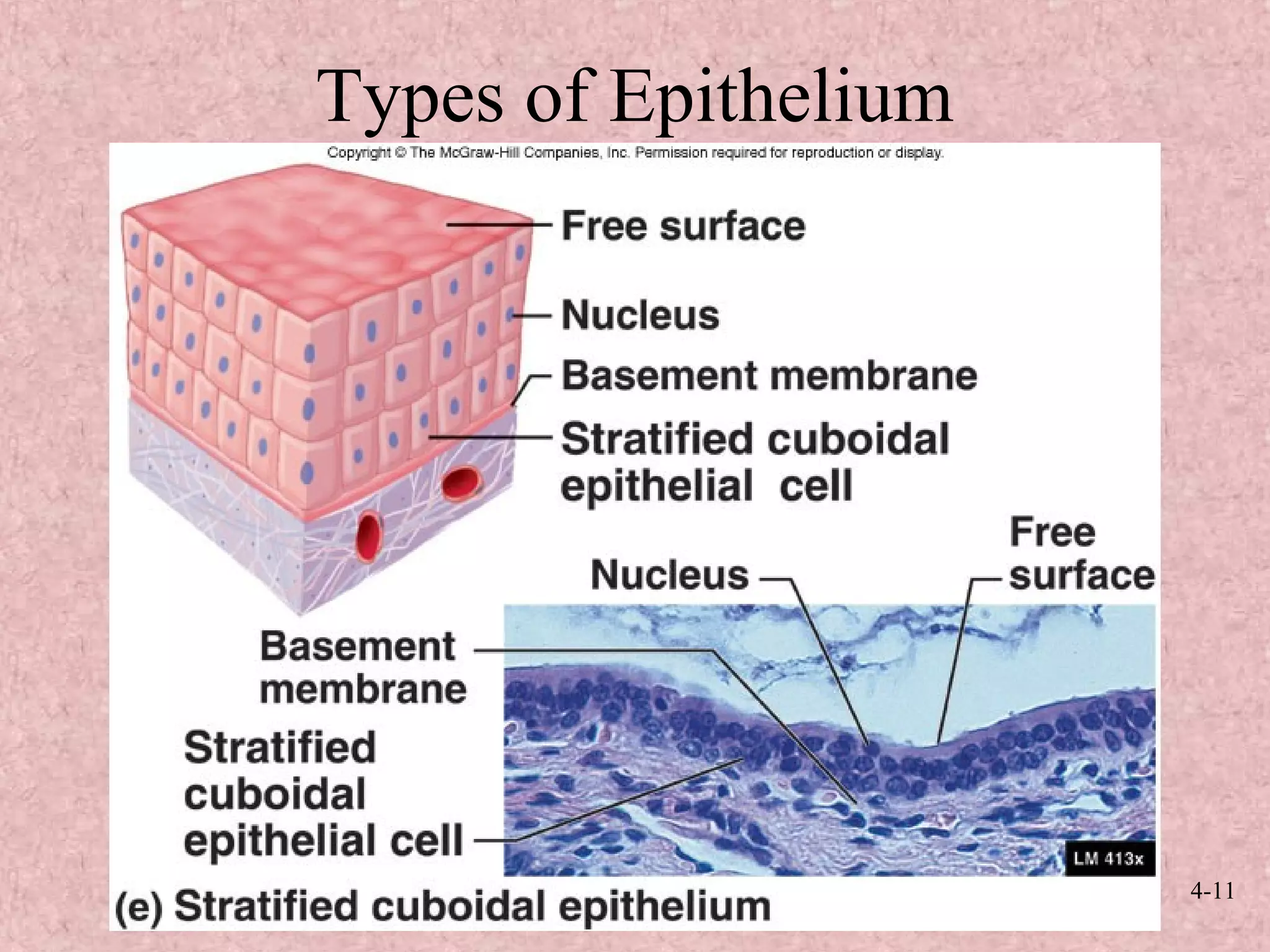 Histology: Tissues | PPT