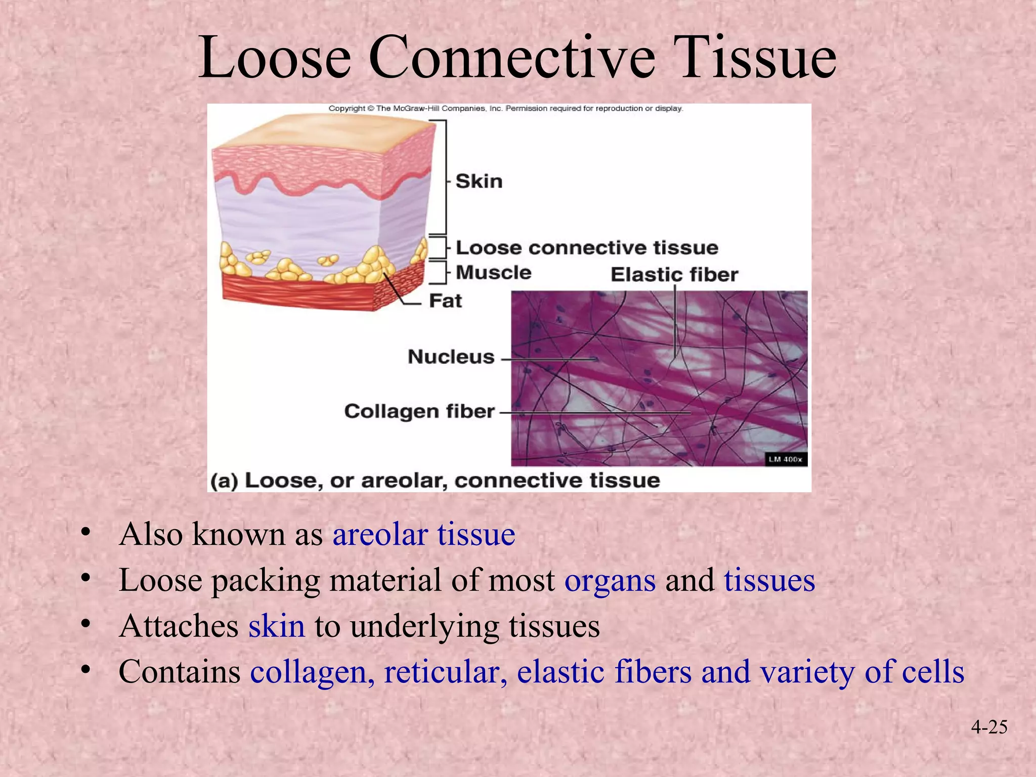 Histology: Tissues | PPT