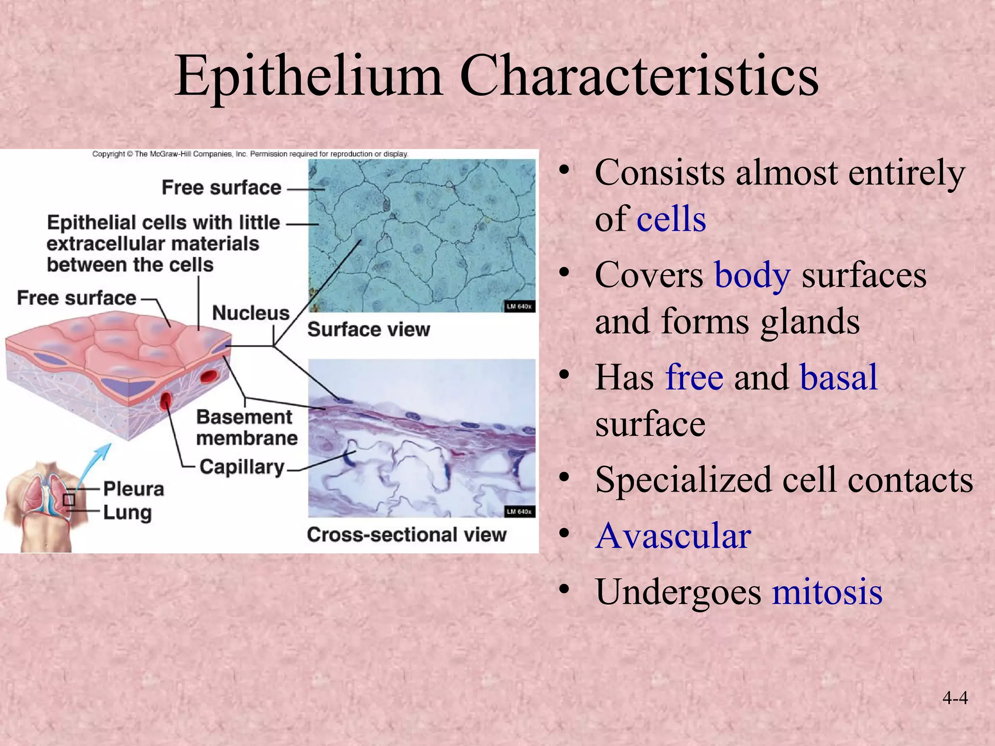 Histology: Tissues | PPT