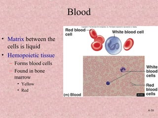 Histology: Tissues | PPT
