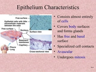 Histology: Tissues | PPT
