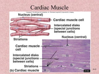Histology: Tissues | PPT