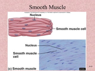 Histology: Tissues | PPT