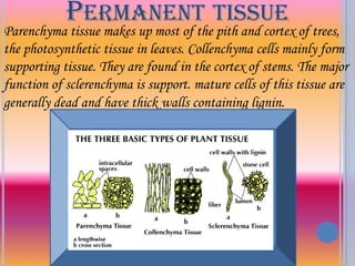 Tissues | PPT