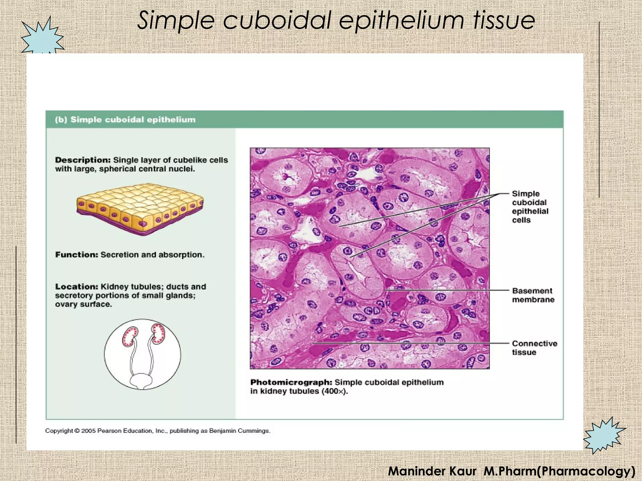 Tissues: An overview | PPT