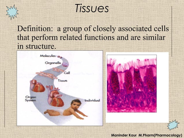 Tissues: An overview | PPT