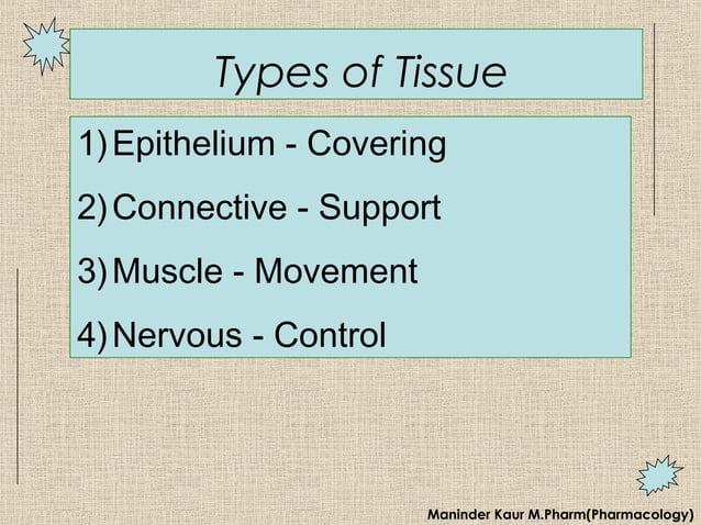 Tissues: An overview | PPT