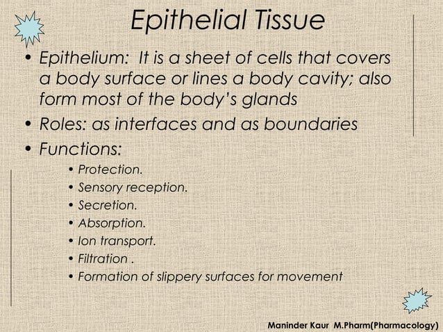 Tissues: An overview | PPT