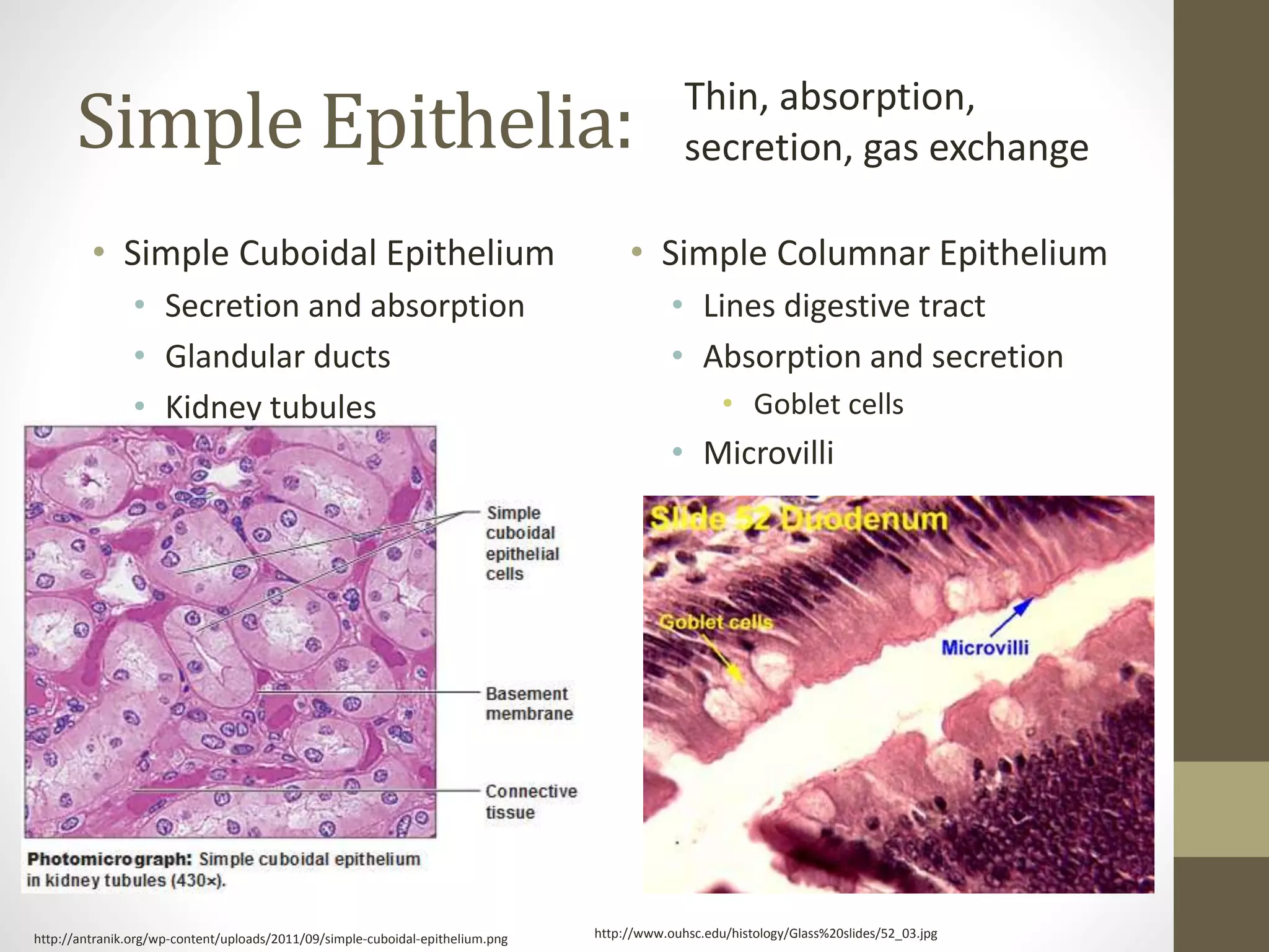 A brief overview of histology. | PPTX