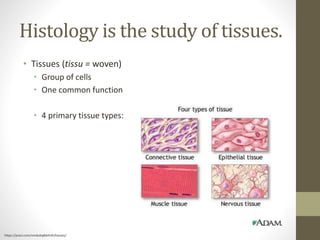 A brief overview of histology. | PPTX