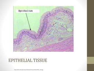 A brief overview of histology. | PPT