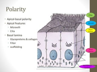 A brief overview of histology. | PPT