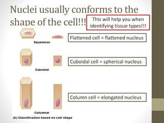 A brief overview of histology. | PPT