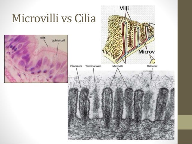 A brief overview of histology.