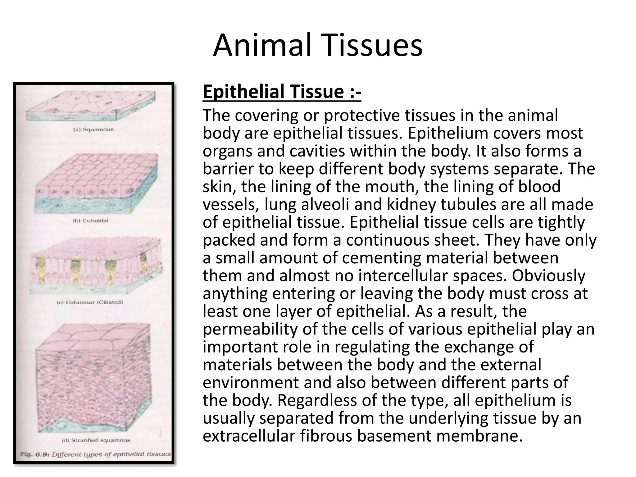 Plants and Animals Tissues | PPTX