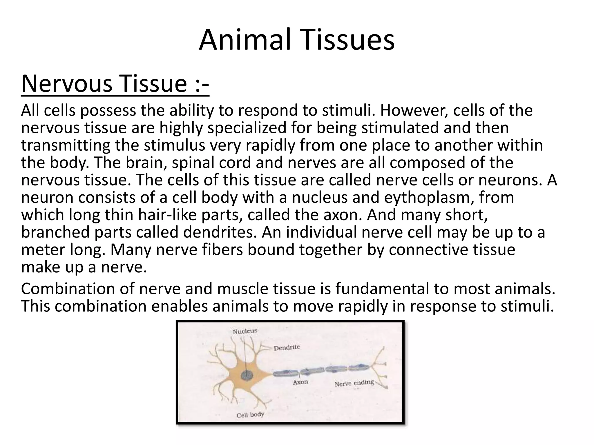 Plants and Animals Tissues | PPTX