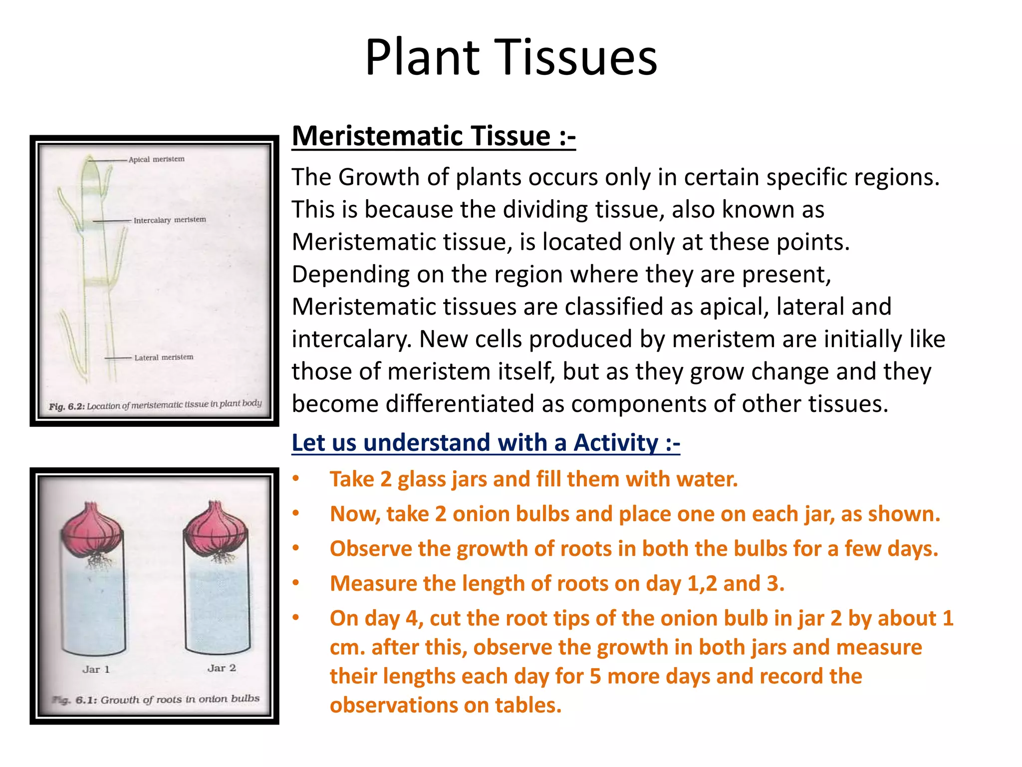 Plants and Animals Tissues | PPTX