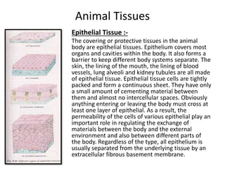 Plants and Animals Tissues | PPTX