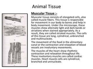 Plants and Animals Tissues | PPTX