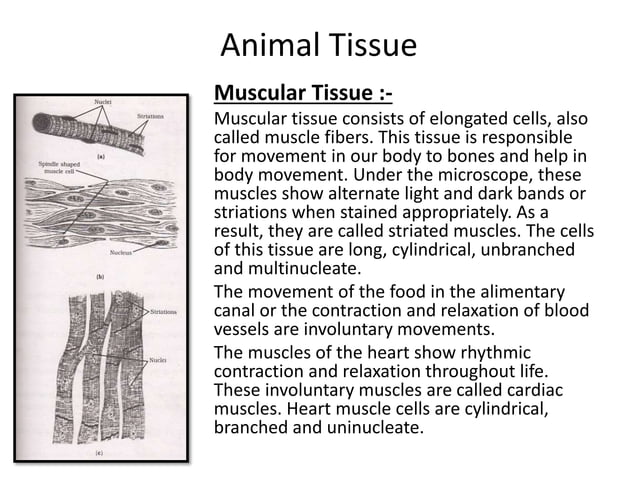 Plants and Animals Tissues | PPTX | Lung and Respiratory Health ...