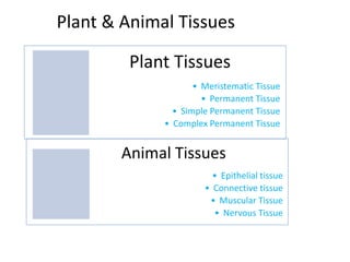 Plants and Animals Tissues | PPTX